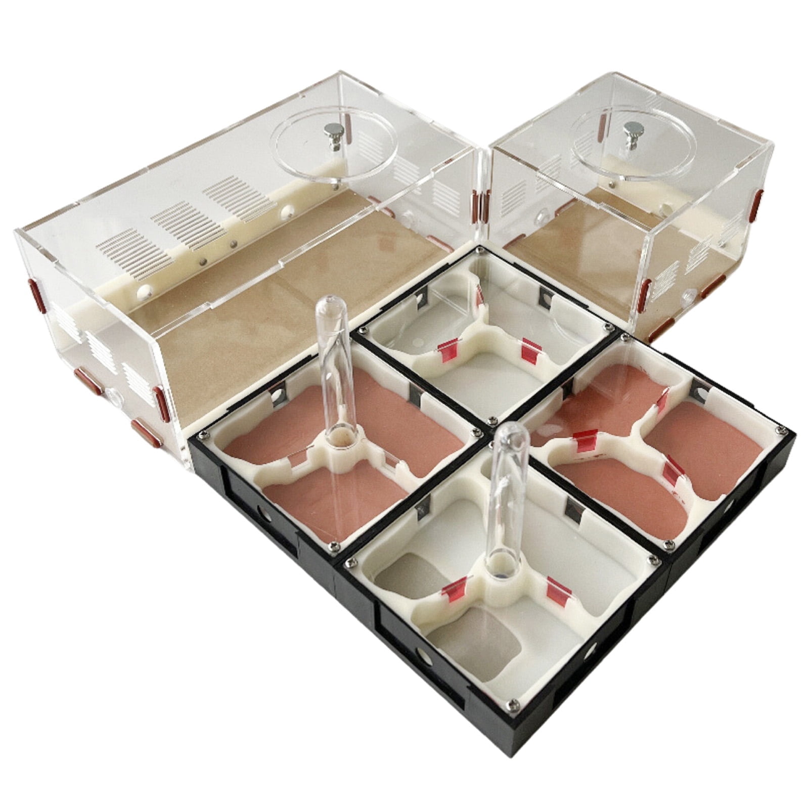 Ants Footsteps Ant Farm Science Kit – Nature Learning with Water Tower ...