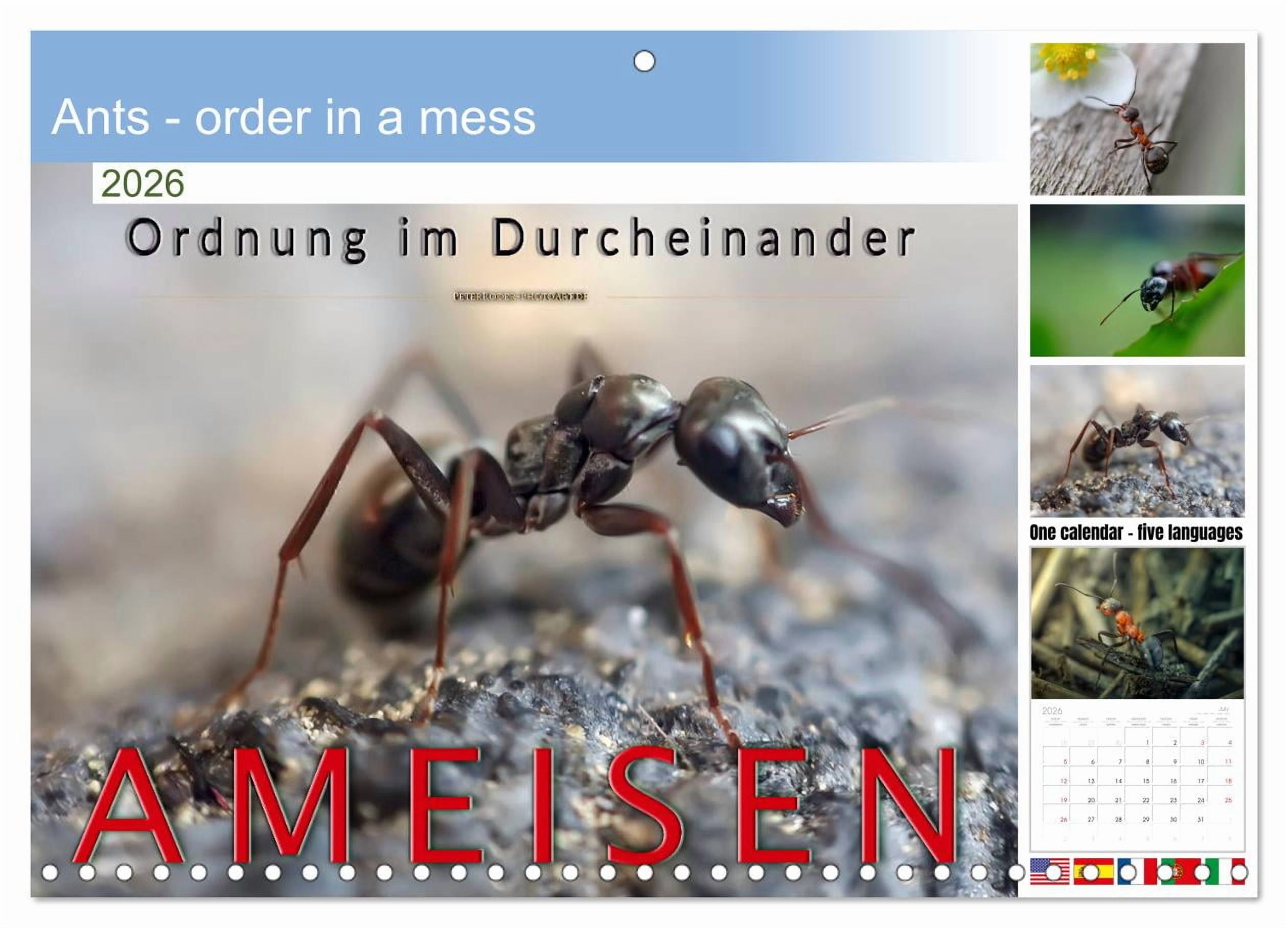 Ants - order in a mess (Monthly Wall Calendar 2026 11.7 x 16.5 (open ...