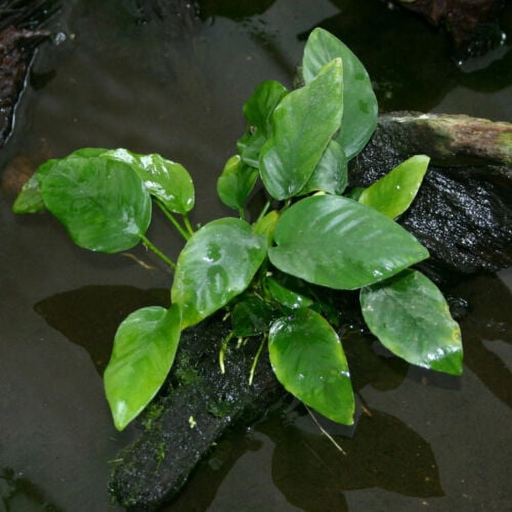 Anubias Barteri Live Aquarium Plants for Aquatic Fish Tank, Goldfish ...