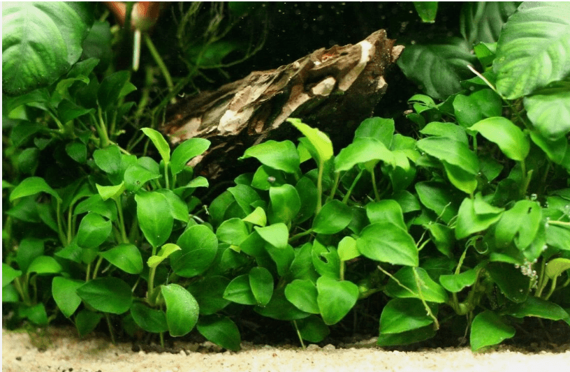 Anubias Barteri Round Leaf – Live Aquarium Plant for Freshwater Fish ...