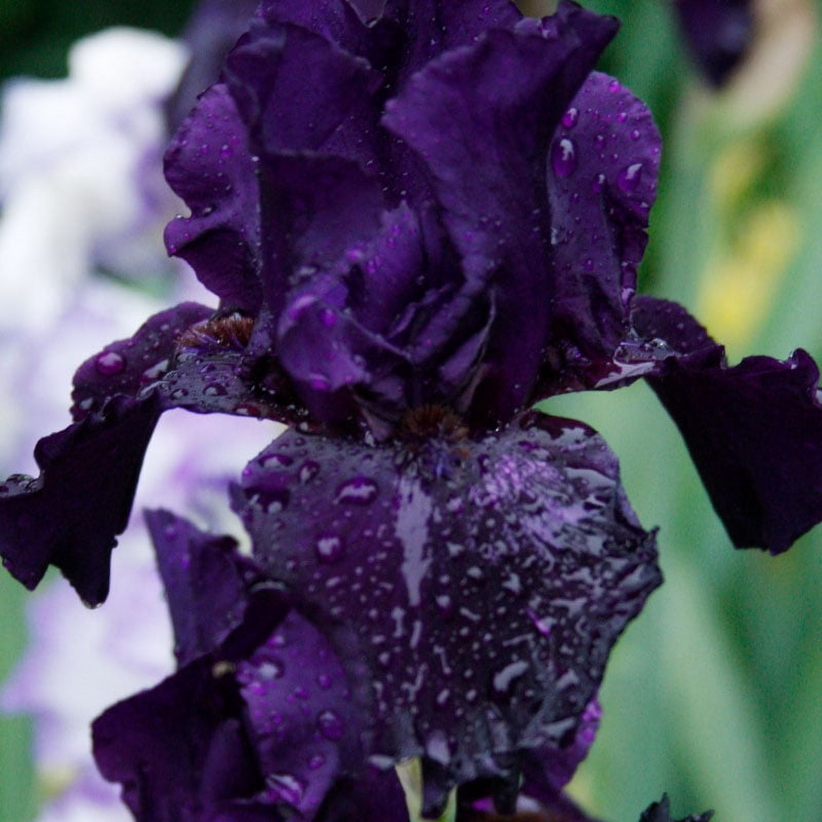Anvil of Darkness Bearded Iris Flower Bulb - Attracts Butterflies and ...