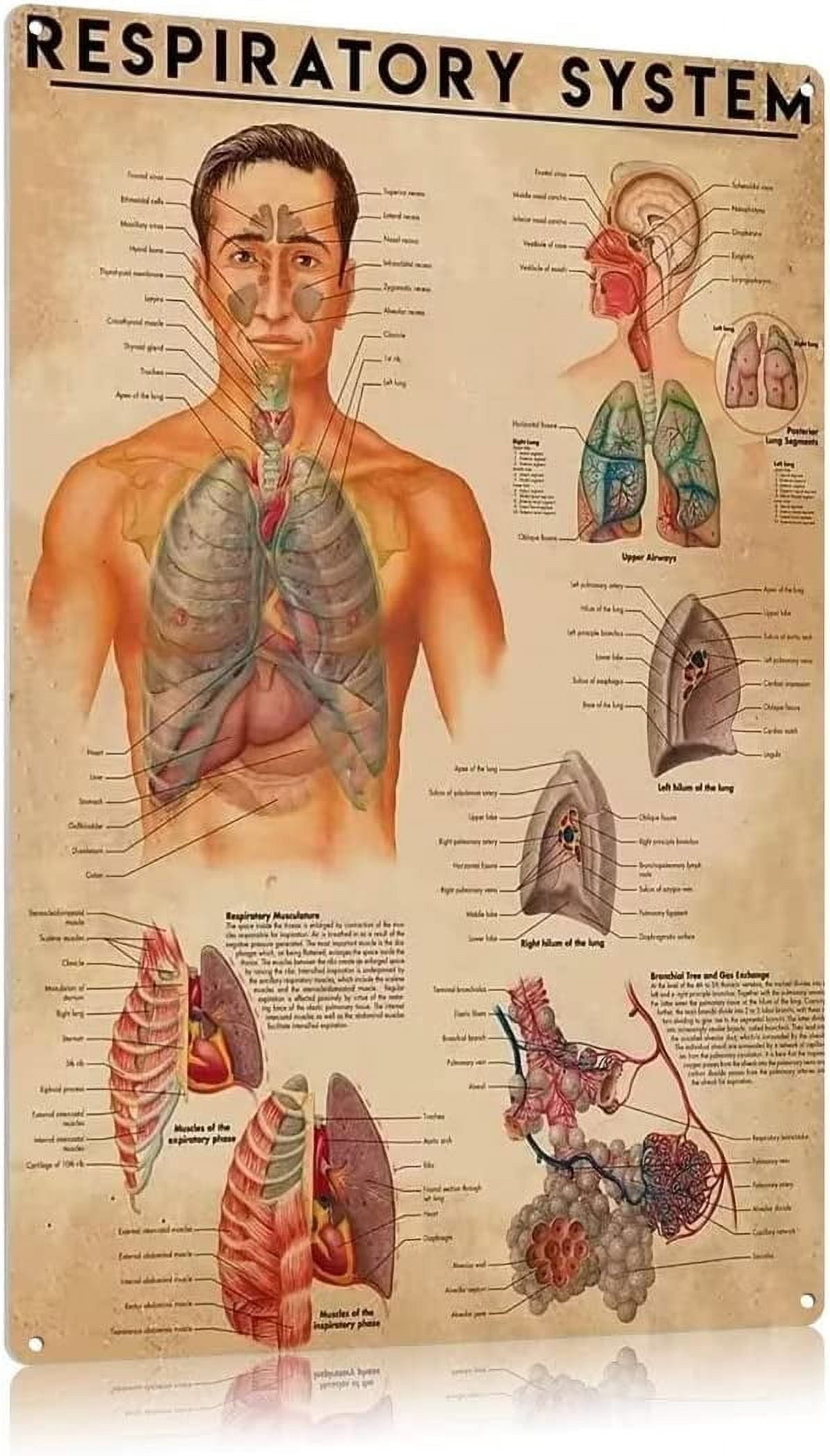 AociSuki Respiratory System Knowledge Metal Tin Signs Infographic ...