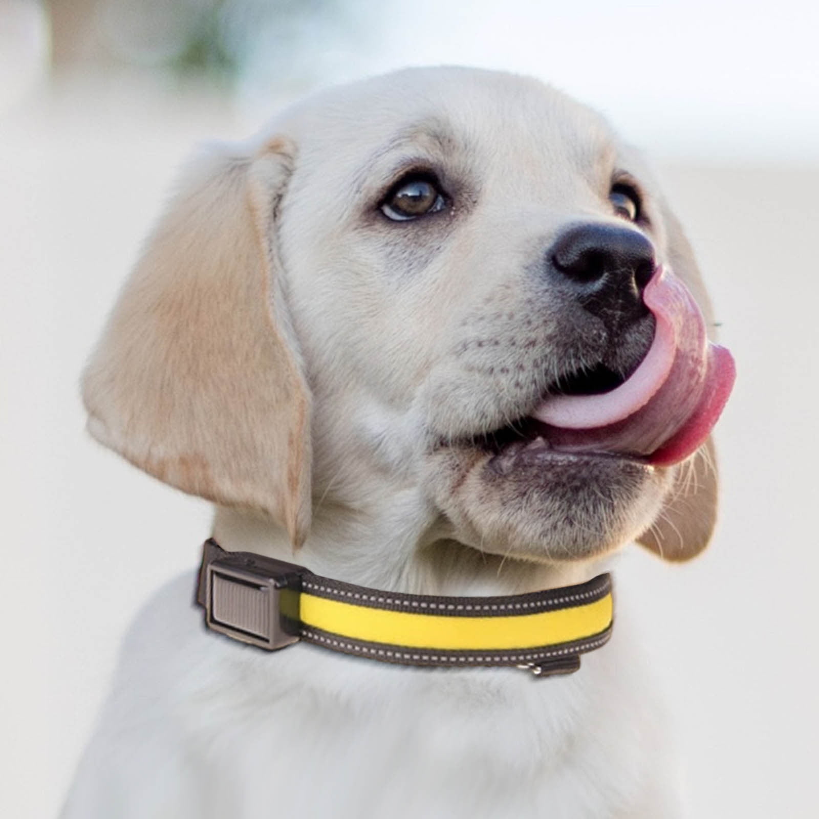 Aodebiao Light Up Dog Collar, LED Dog Collar, USB Rechargeable Dog ...