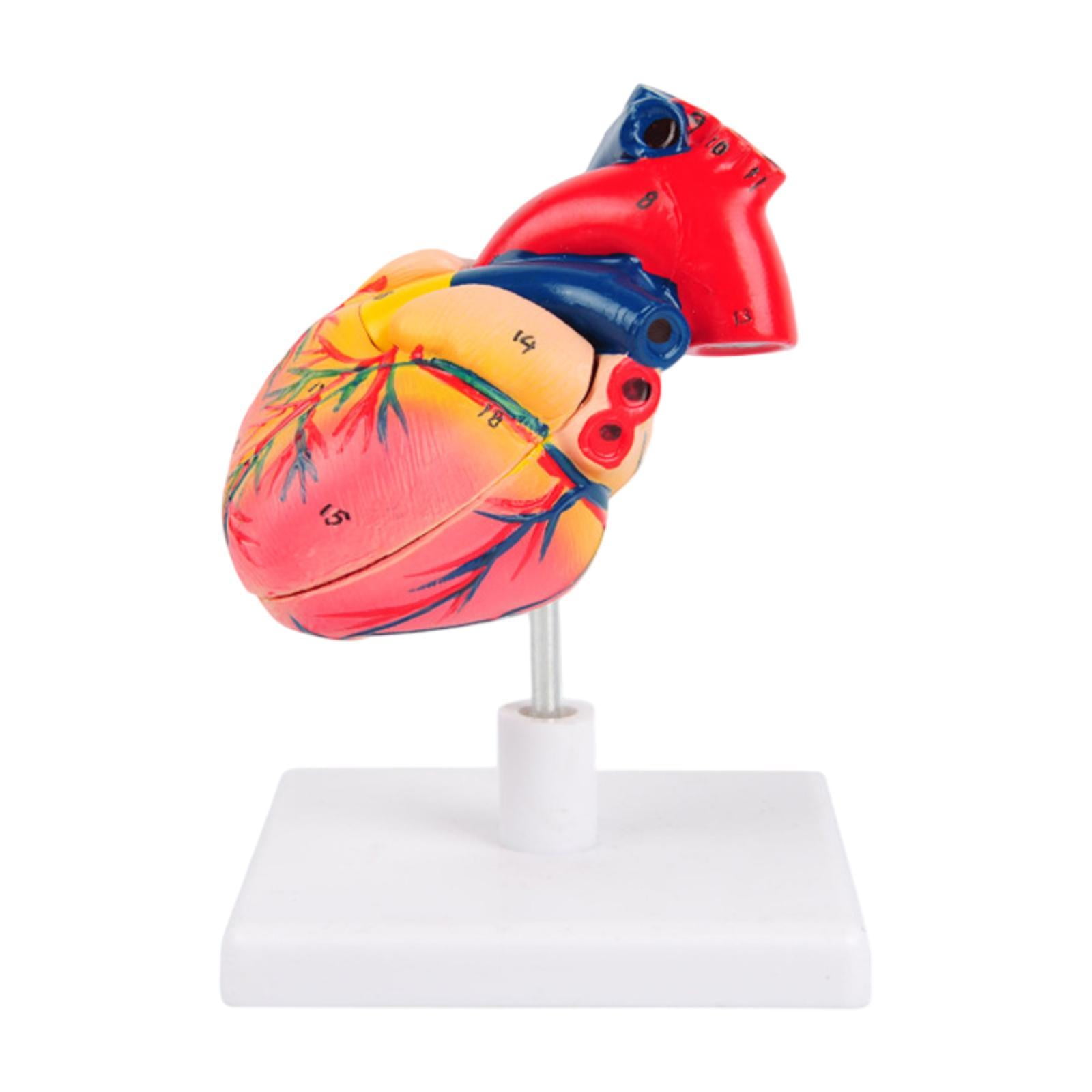 Aosekaa Human Heart Model Human Heart Educational Model Educational PVC ...