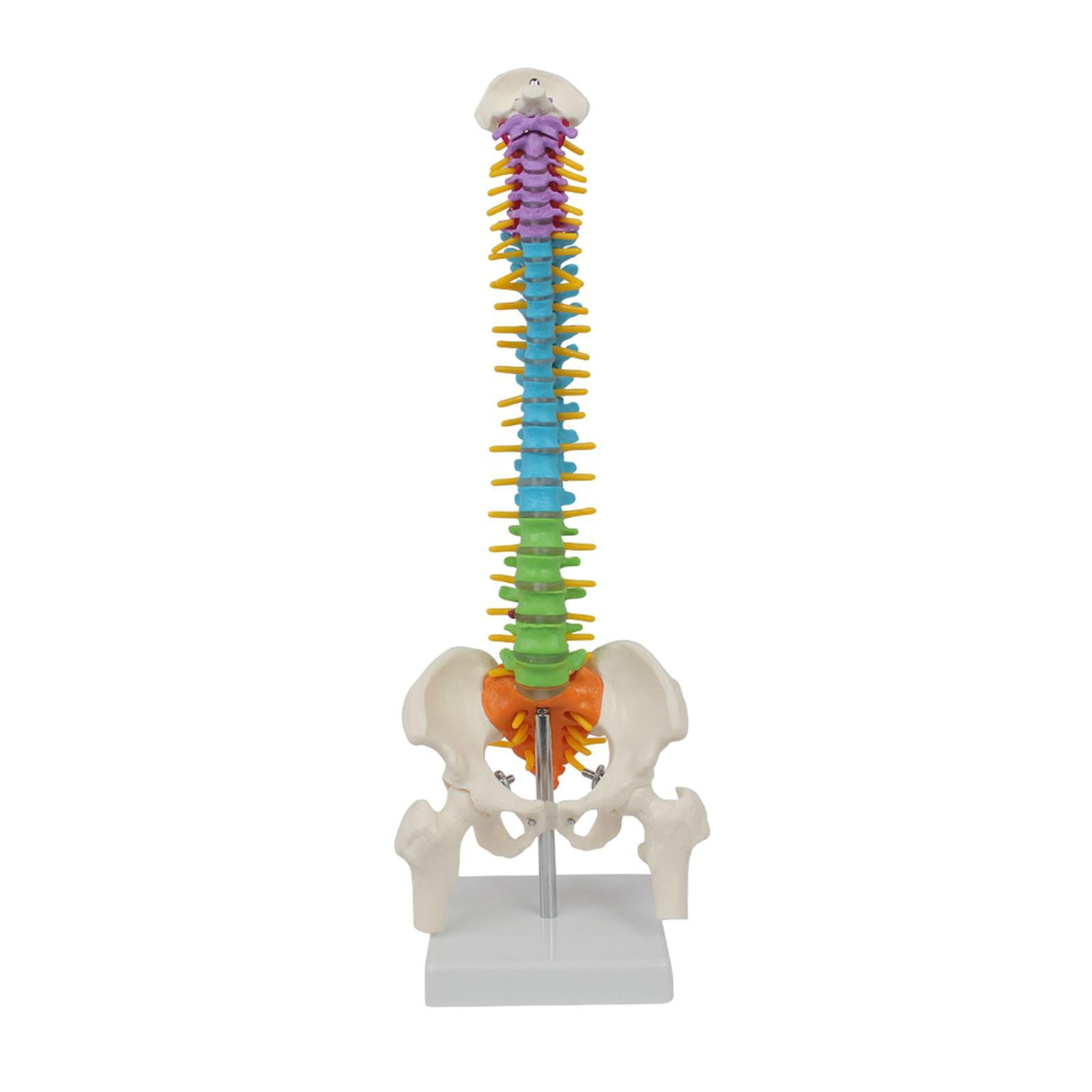 Aosekaa Human Spine Model Anatomical Model Pelvic Model, Teaching Aids ...