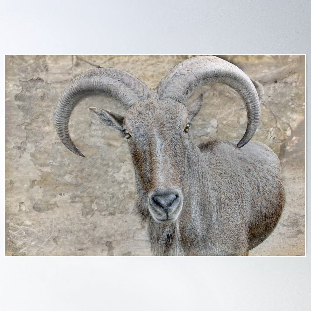 Aoudad - Wild Sheep Of Africa Poster Wall Art Modern Wall Decor Wall ...