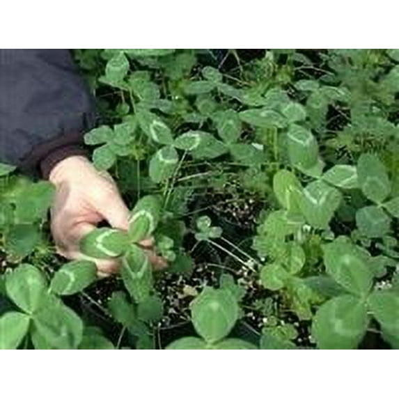 Apache Arrowleaf Clover Seed - 10 Lbs. - Walmart.com
