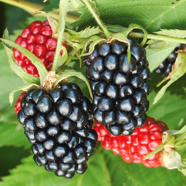 Apache Blackberry Bush Fruiting Plant grown in a 1 Gallon Pot (1-Pack ...