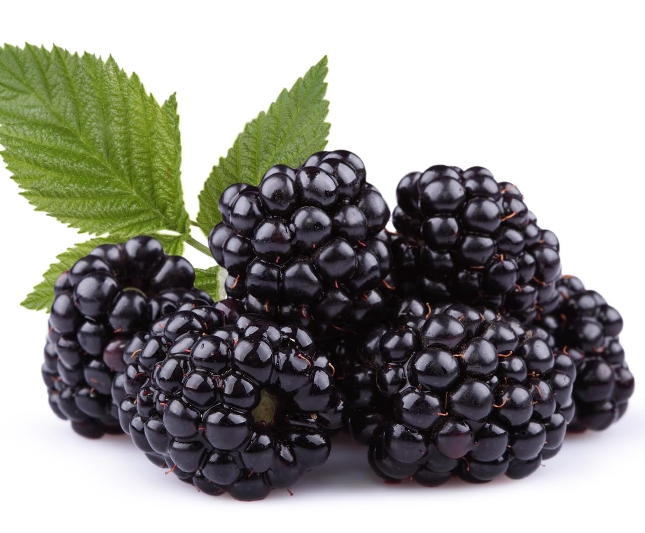 Apachee Thornless BlackBerry Seedlings for Planting - Well Rooted and ...