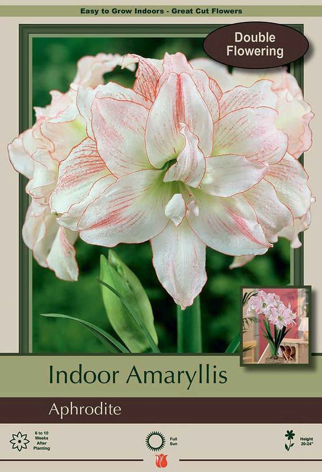 Aphrodite Double Amaryllis - Double Flower - Large Bulb - 34/+cm ...