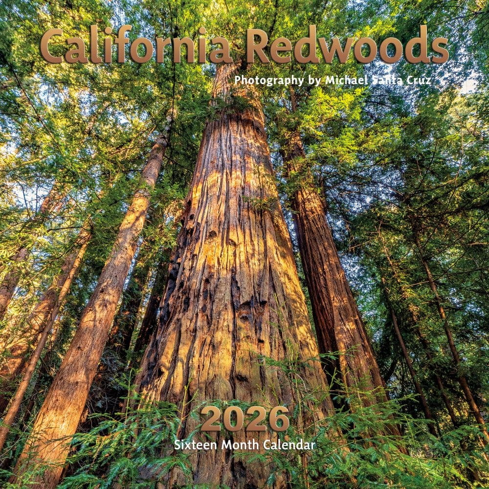 Apollo Publishers, California Redwoods 2026 Wall Calendar, 12'' X 12 ...