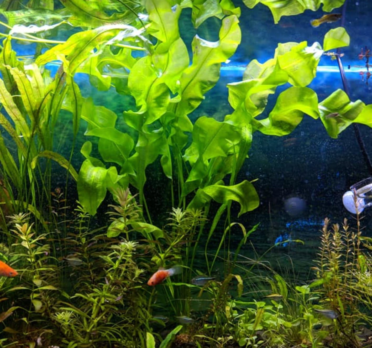 Aponogeton Capuronii