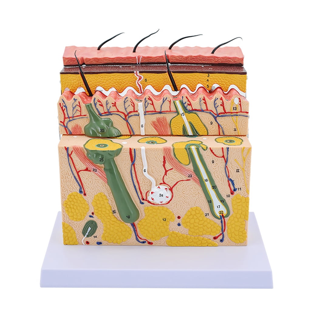 Apooke Professional 70X Enlarged Skin Anatomical Model for Student ...
