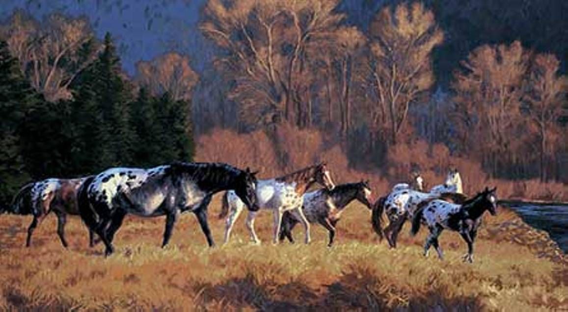 Appaloosa Horse / Horses in the Wild Wallpaper 10.5' x 6' Wall Mural ...