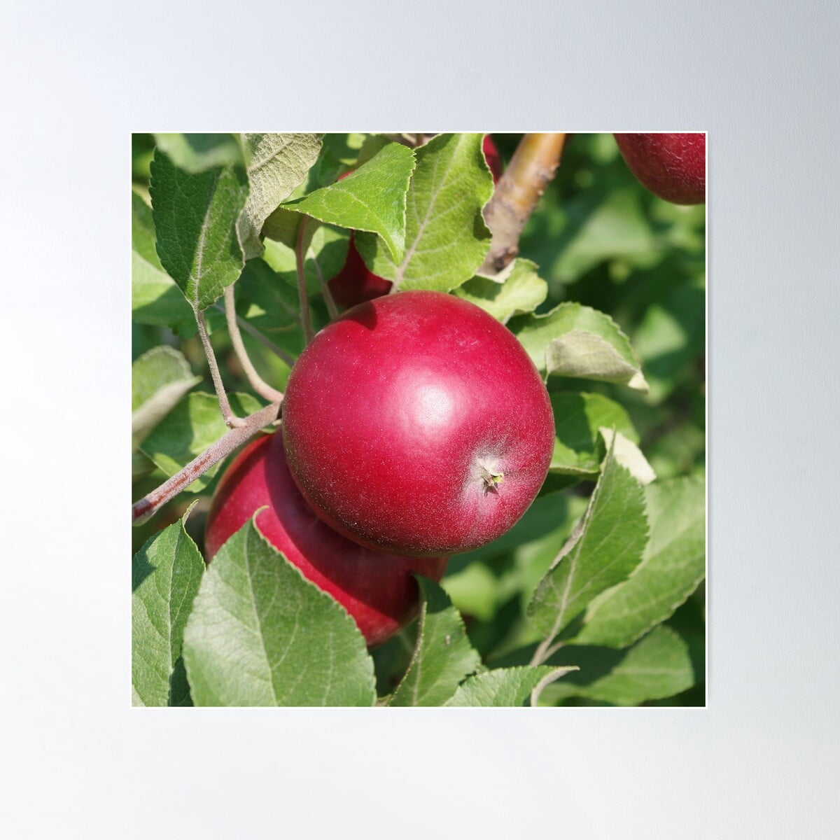 Apple Almost Ready Poster Wall Art, Modern Wall Decor For Living Room ...