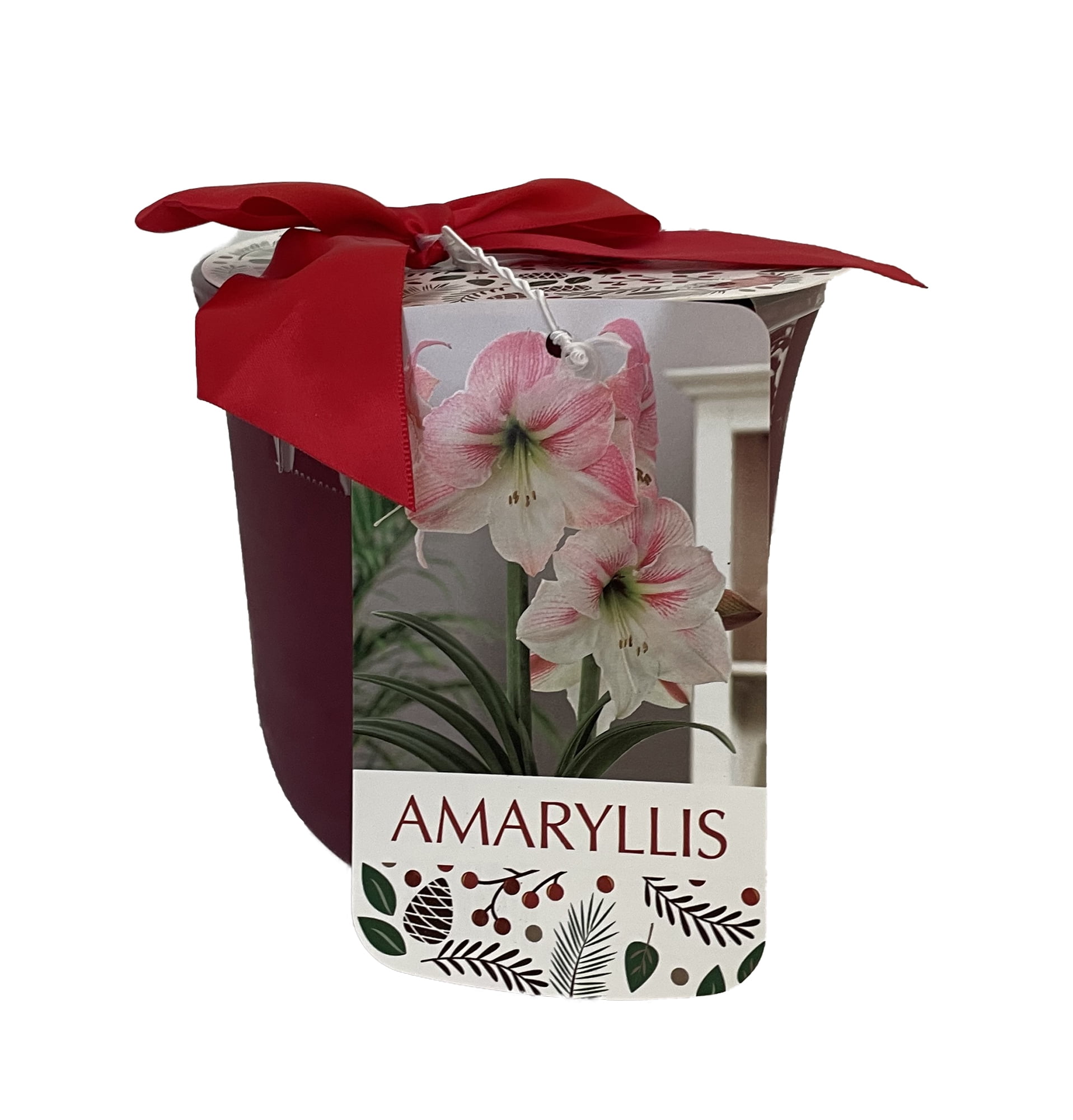 Apple Blossom Indoor Giant Flower Plant - Bourdeux Ceramic Amaryllis ...