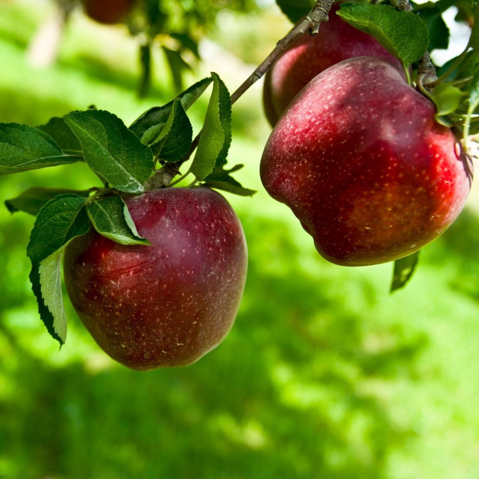 Apple Bulbs Apples Are Sweet And Refreshing Apples Attract Pollinating ...