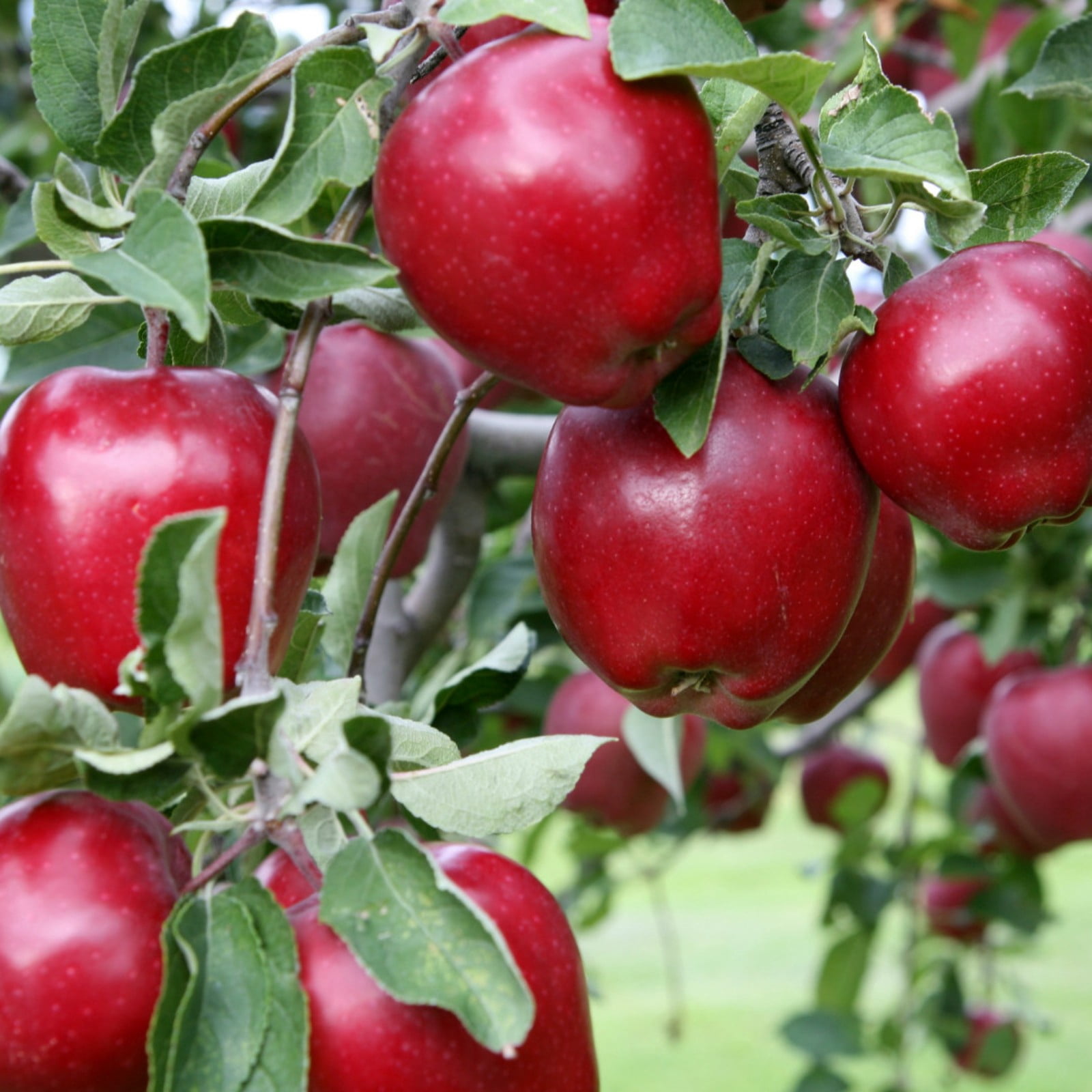 Apple Bulbs Apples Attract Pollinating Animals Apples Are Suitable for ...
