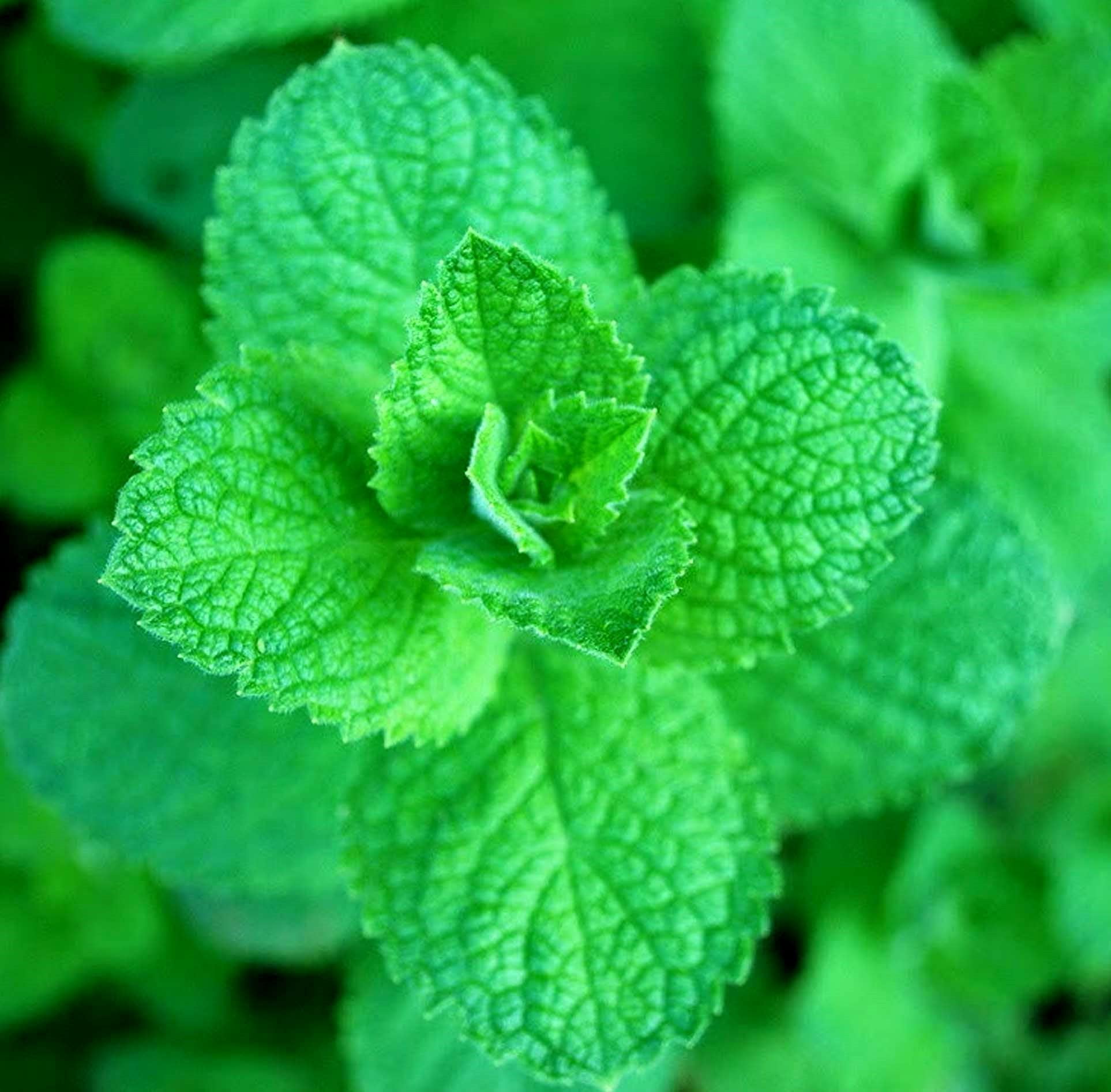Apple Mint Mentha Rotundifolia Mint Bowle's MVR1 1000+ Seeds for ...