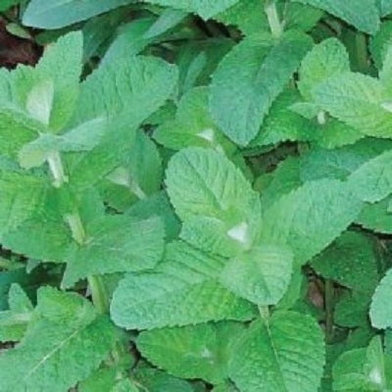 Apple Mint | Two Live Herb Plants | Non-GMO, Hardy, Easy to Grow ...