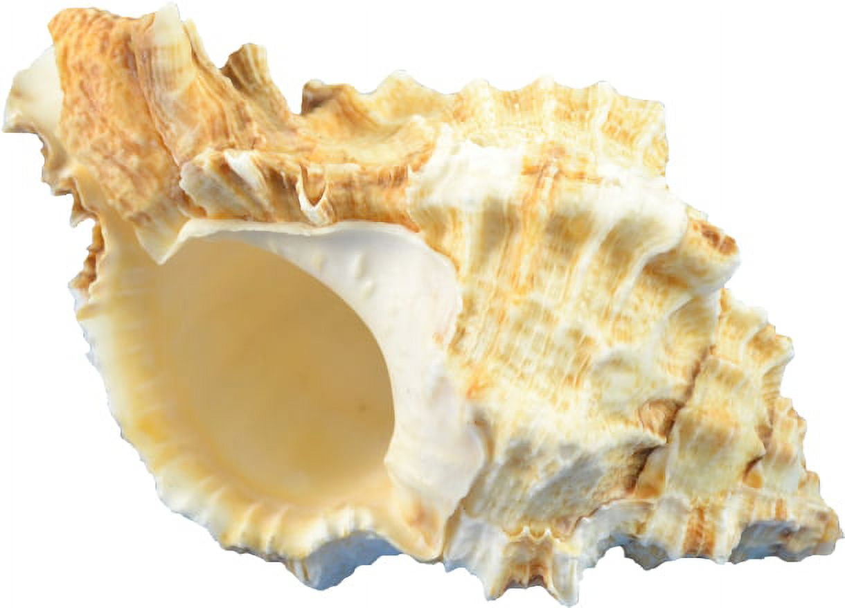 Apple Murex Seashells Assorted Craft Shells Bulk Supply 2.25-3.25" (1 ...