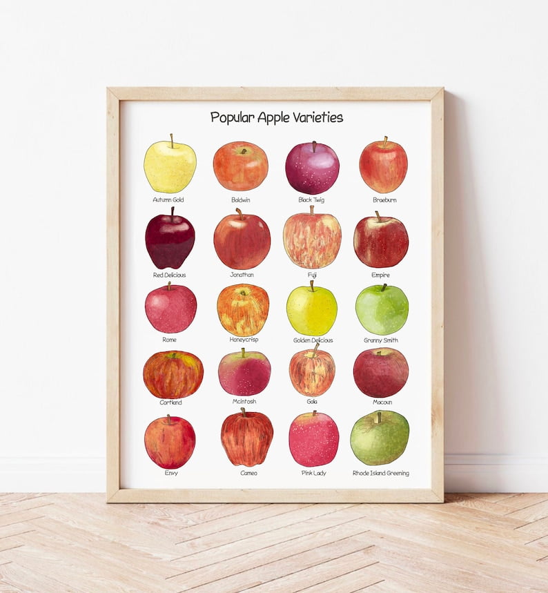 Apple Poster Educational Wall Art Homeschool Classroom Decor Kitchen ...