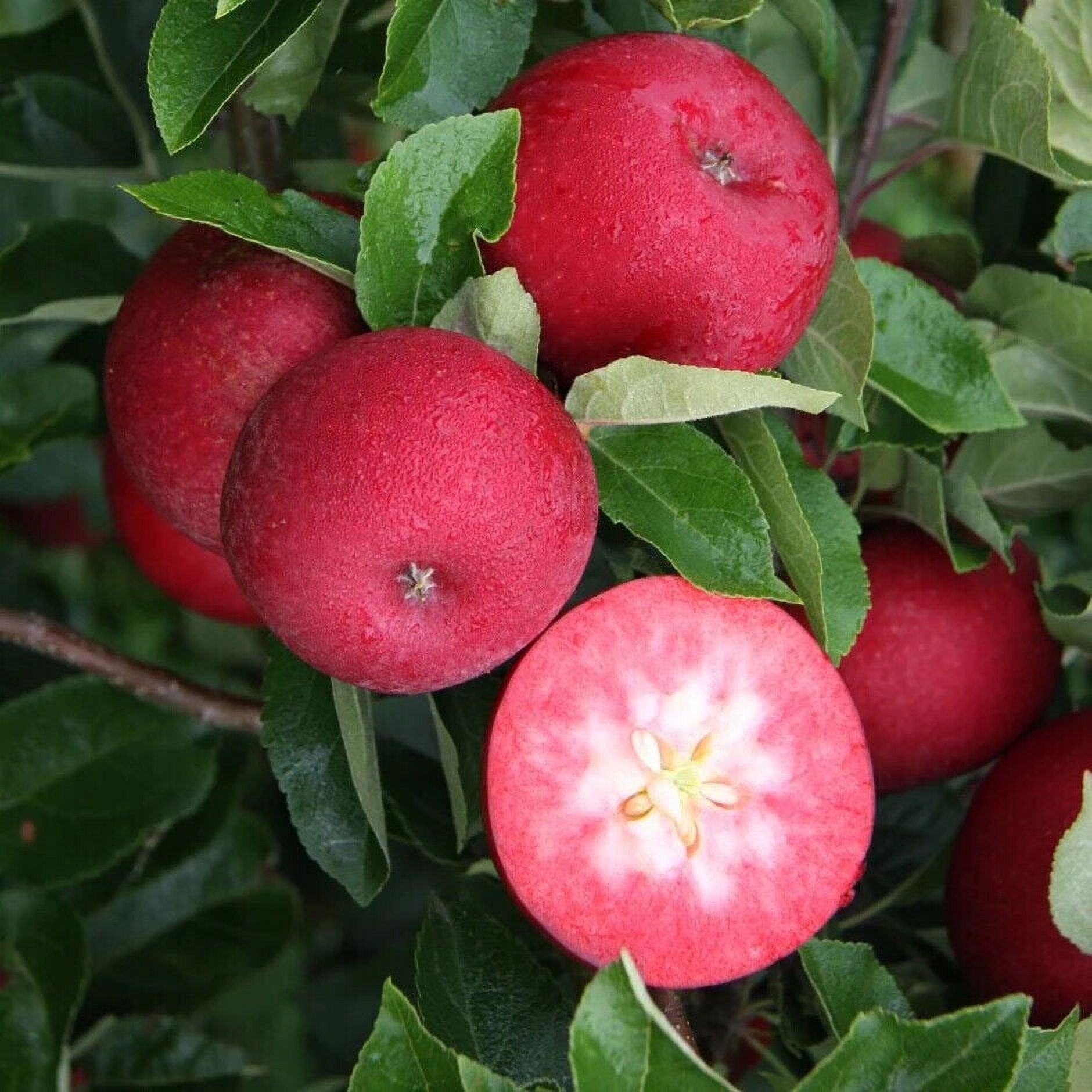 Apple 'Rosette rooted trees up to 3 ft tall - Walmart.com