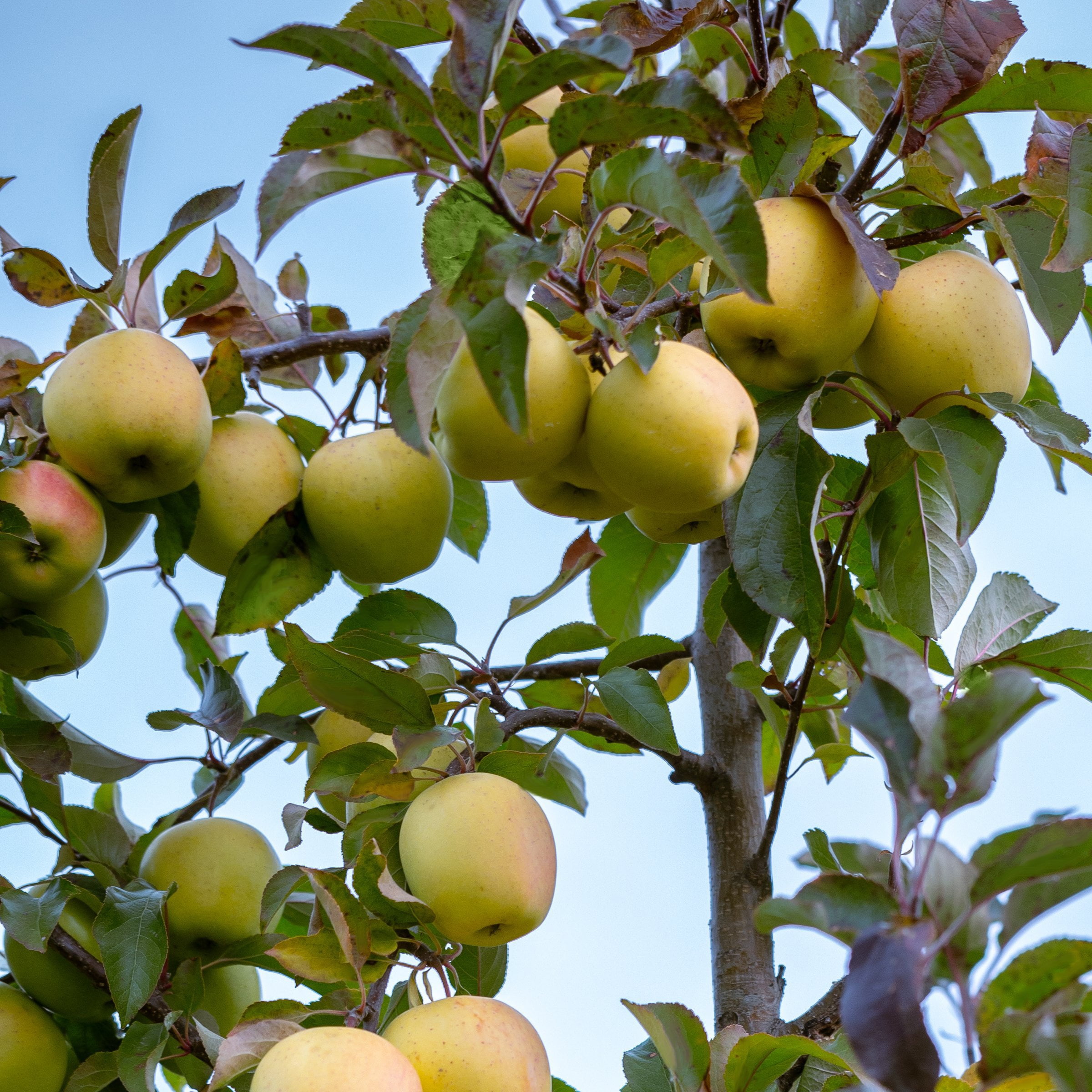 Apple Tree Dorsett Golden Bare Root (1-Piece) - Walmart.com