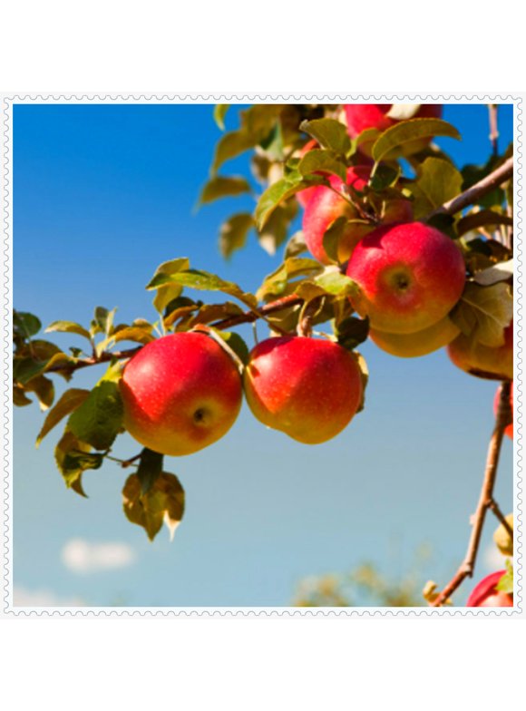 Fruit Trees in Trees - Walmart.com