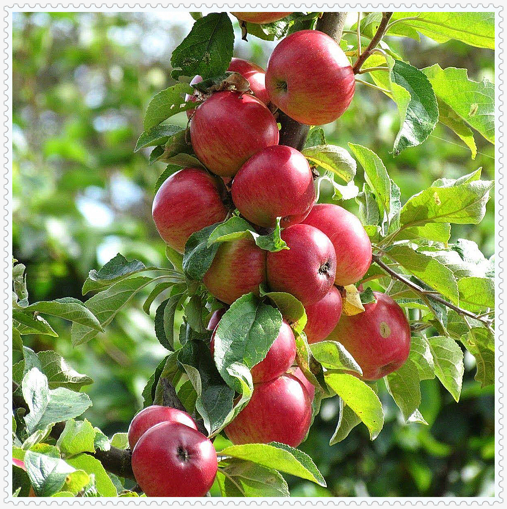 Apple Tree, Flowers And Fruits, Rose Plants,Ornamental Plants,Arbor ...