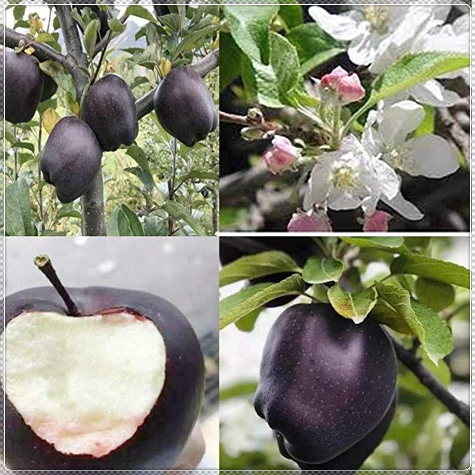 Apple Tree Graceful Ready，Stunning Apple Tree,Rare and Gorgeous,Ideal ...