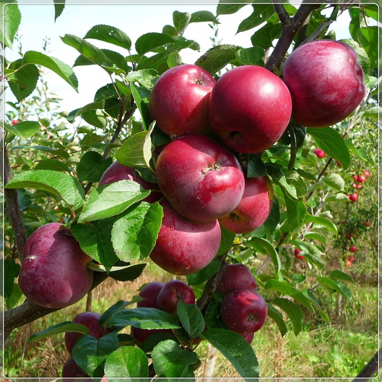 Apple Tree Graceful Ready，Stunning Apple Tree,Rare and Gorgeous,Ideal ...