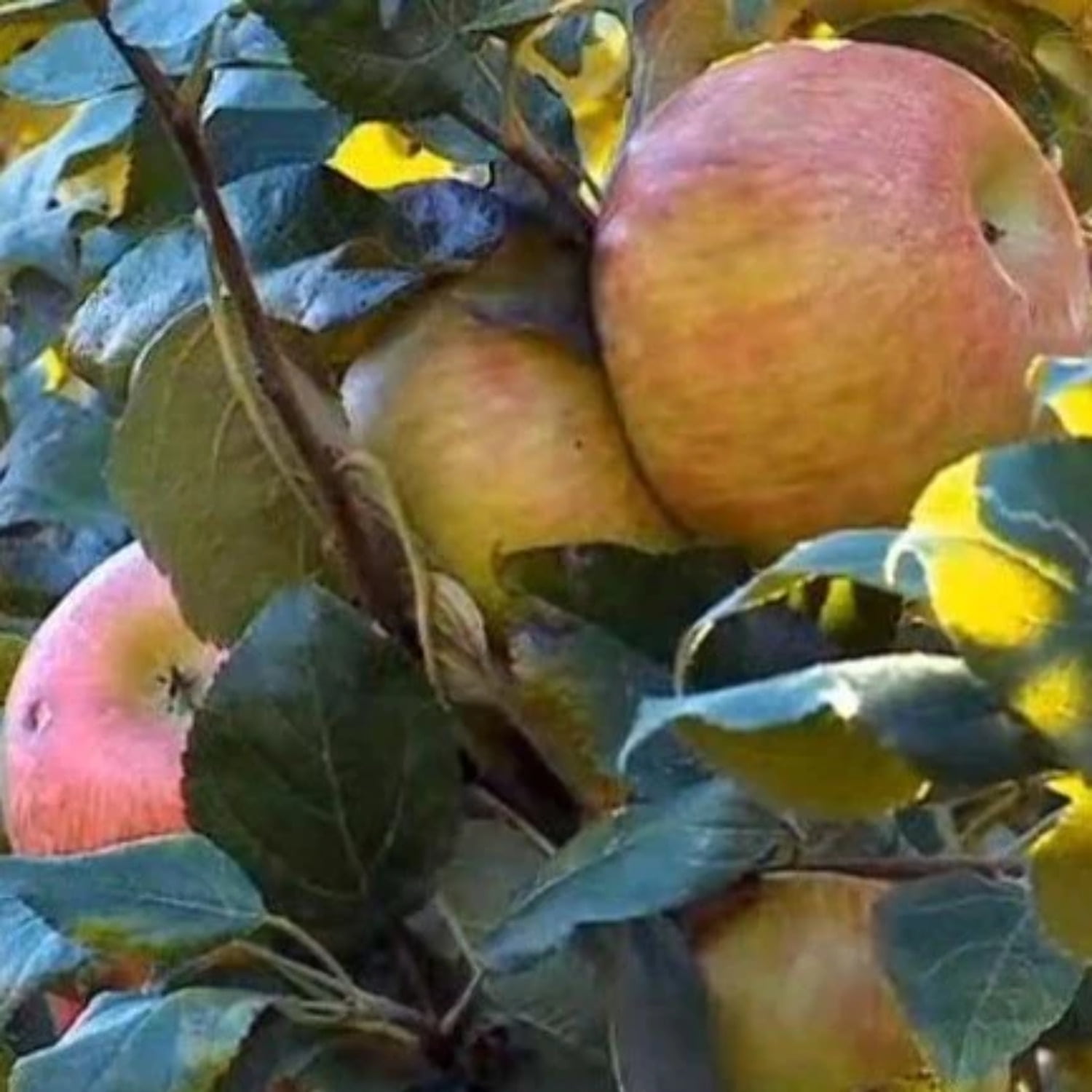 Apple Tree 'Honey Crisp' - Walmart.com