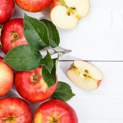 Apple Tree Live Plant 3 Feet Tall Gallon Pot, Winesap Apple Tree Plant ...