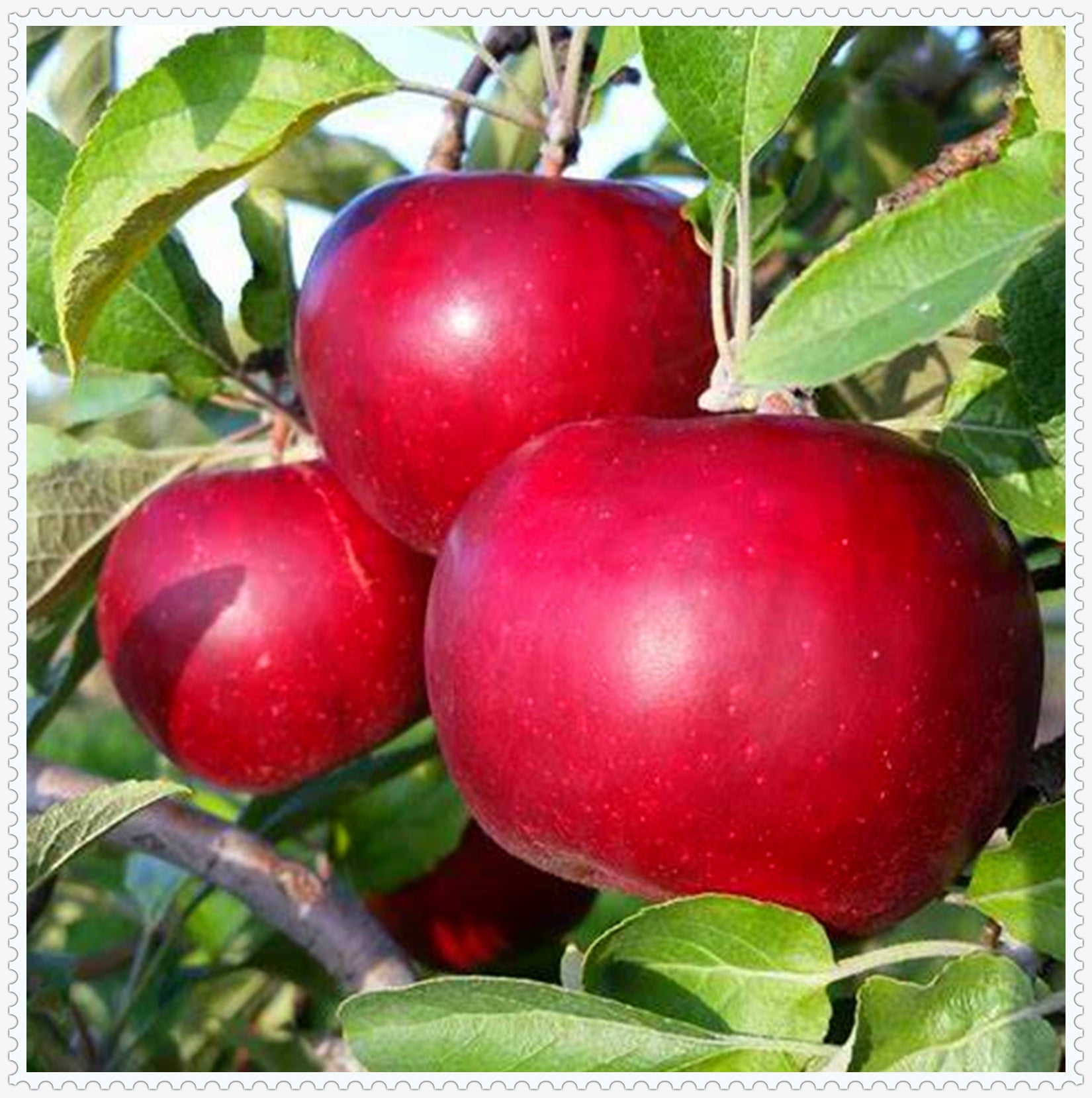Apple Tree Sapling, Arbor Plant, Apple Tree Live Plant,Perennial Plants ...