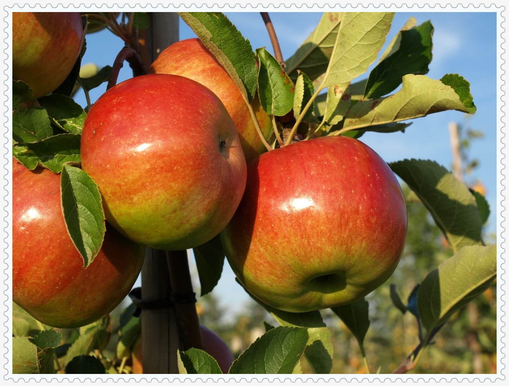 Apple Tree Sapling,Rose Family Plant， Arbor Plant, Apple Tree Live ...