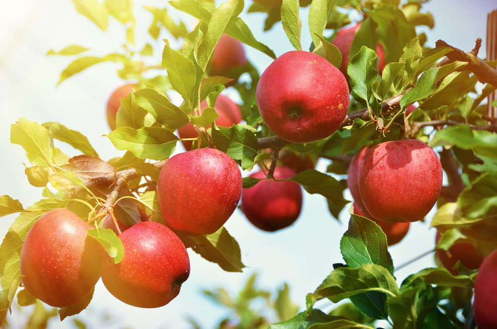 Apple Tree Seedlings for Planting - Malus Pumila, Common Apple - No ...