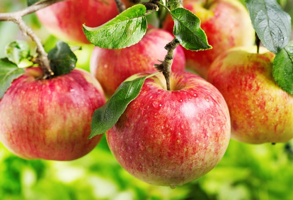 Apple Tree Seeds for Planting - 30 Seeds - Malus pumila, Common Apple ...