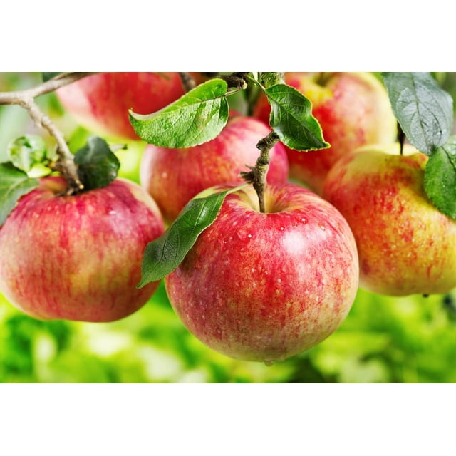 Apple Tree Seeds for Planting - 30 Seeds - Malus pumila, Common Apple ...