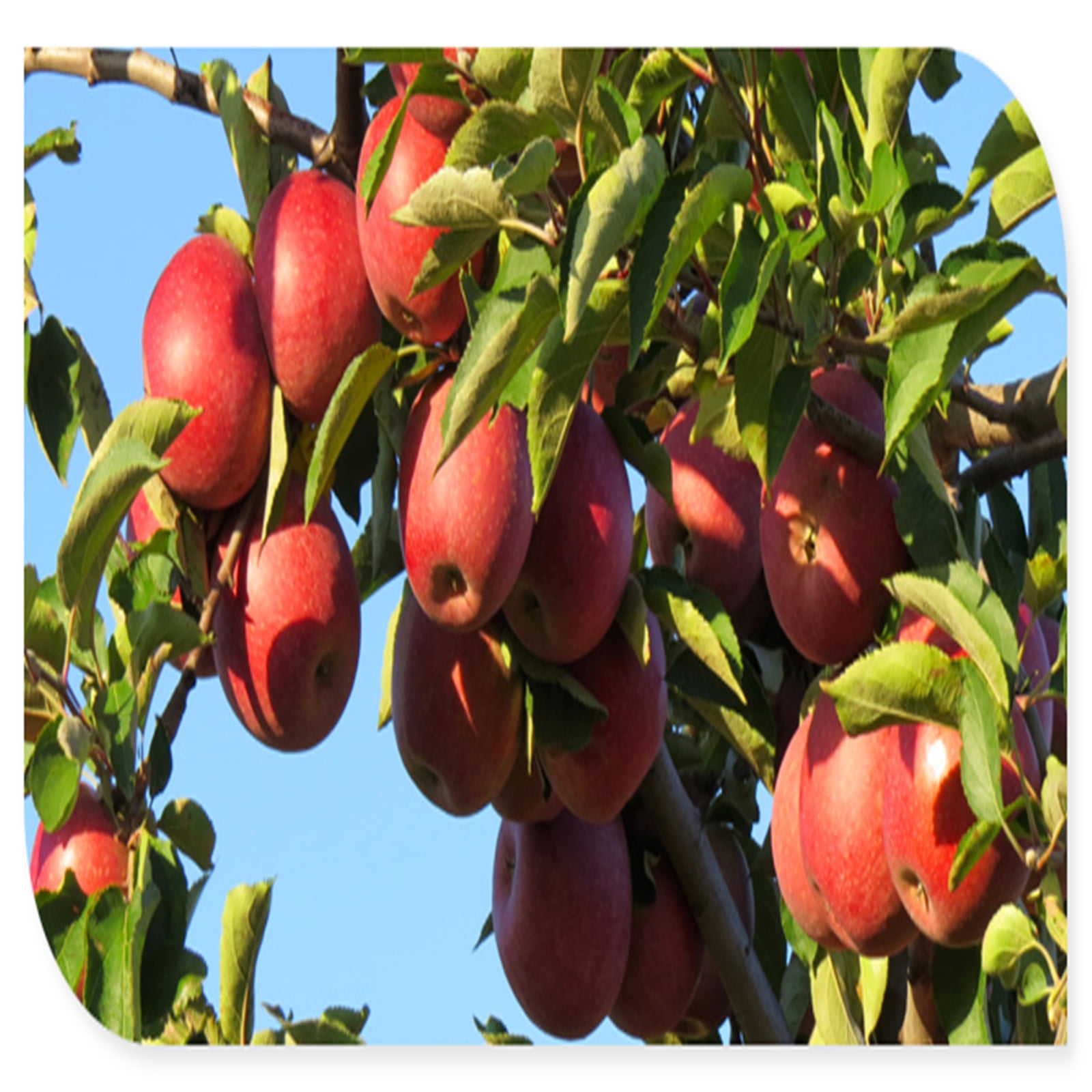 Apple Tree, Tree Plants, Allowing You And Your Family To Share The Joy ...