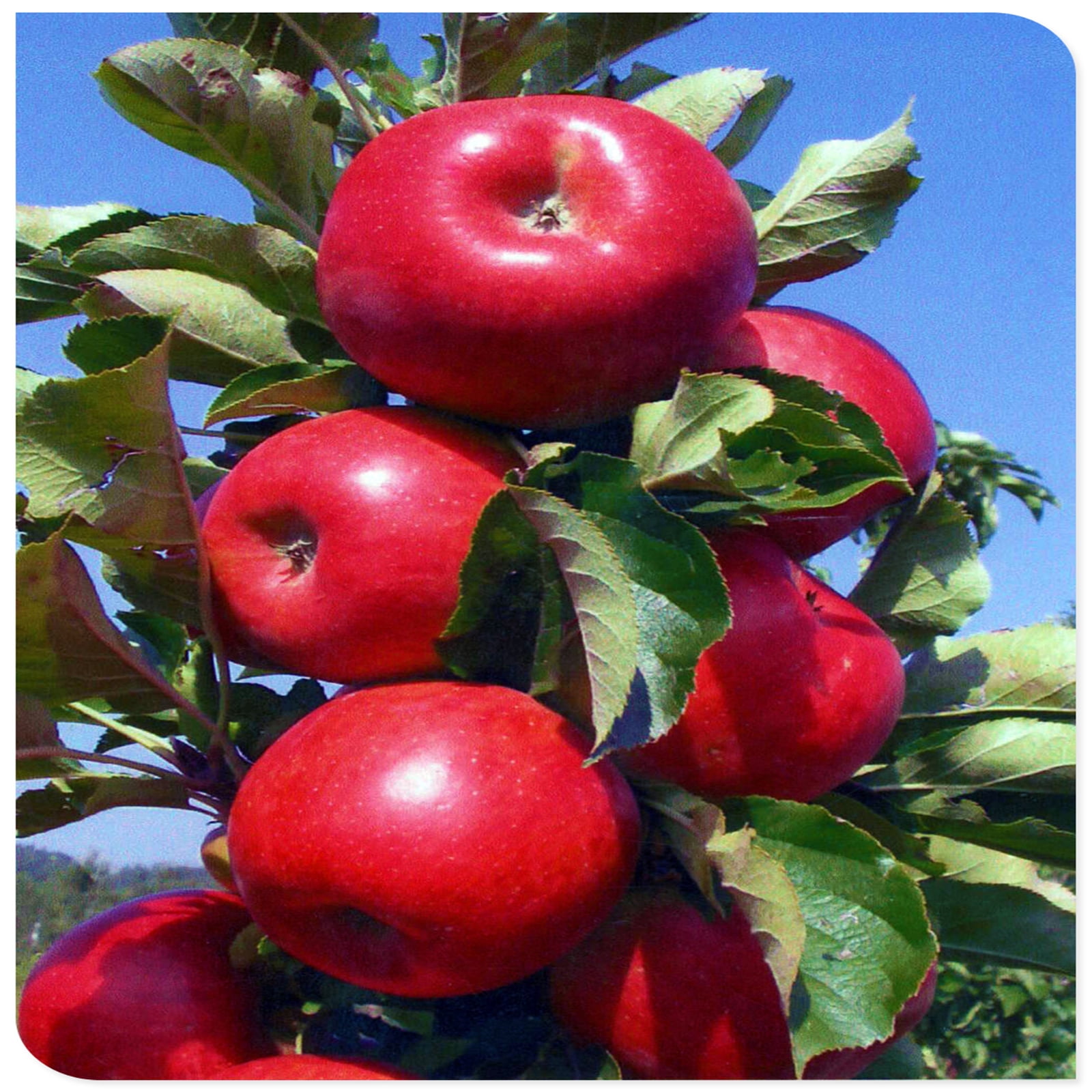 Apple Tree, Tree Plants, Long Growth Cycle, Apple Tree Plant, Apple ...