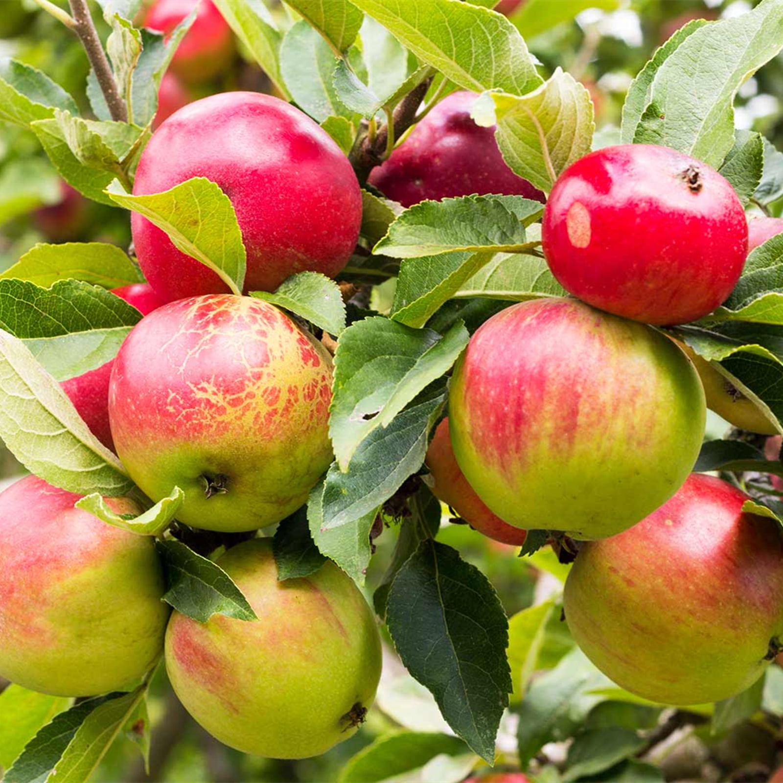 Apple Tree, Tree Plants, Providing You With Apple Trees, Allowing You ...