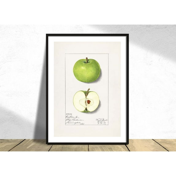 Apples Malus Domestica, Mary Daisy Arnold I Botanical Illustration ...
