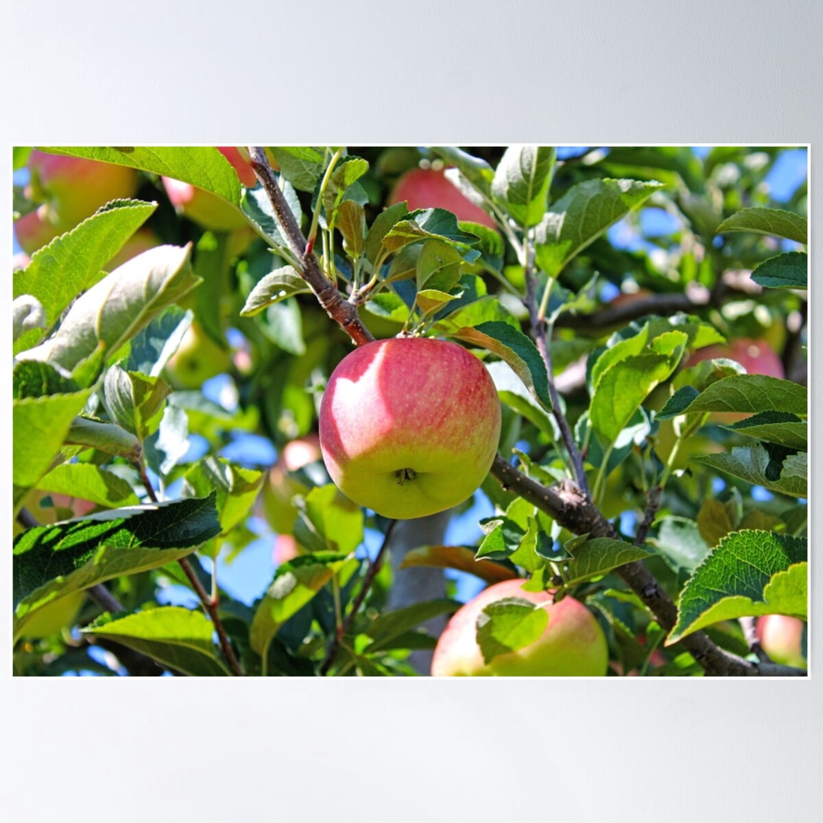 Apples On A Tree Poster Wall Art, Modern Wall Decor For Living Room ...
