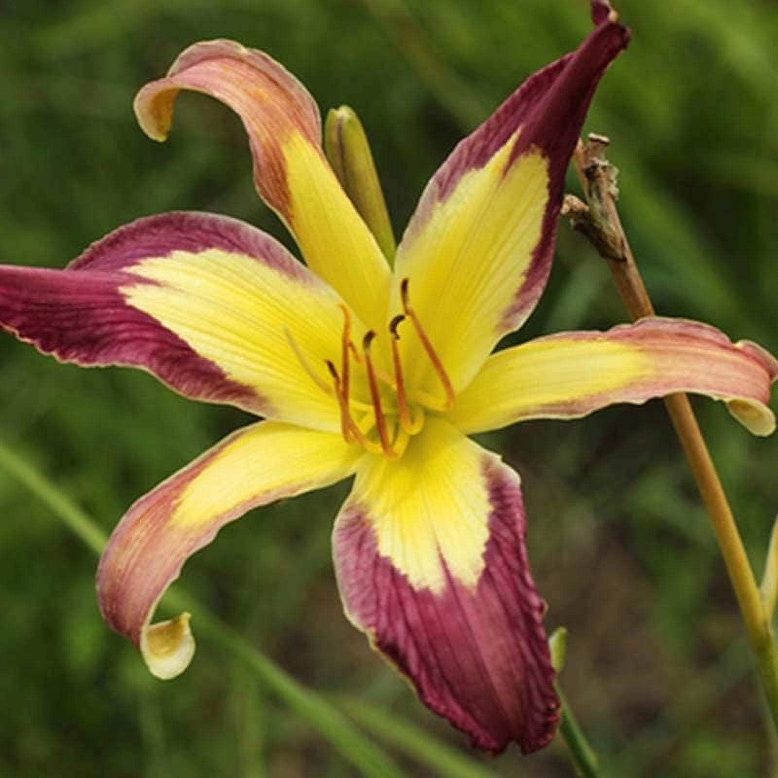 Applique Daylily Flower Bulbs - Attracts Butterflies and Hummingbirds ...