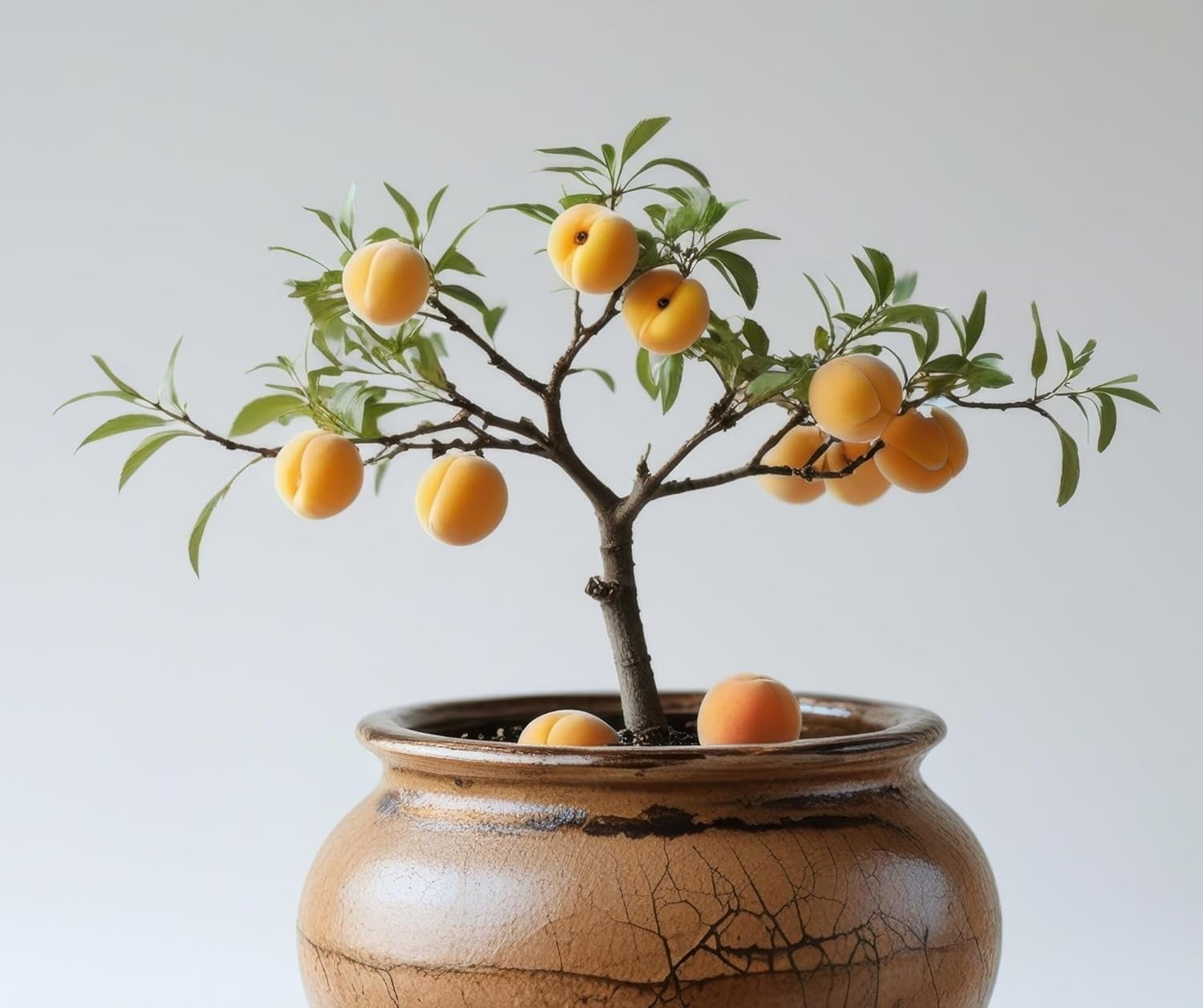 Apricot Bonsai Tree 1 Year Old Seedling for Planting Flowering and ...