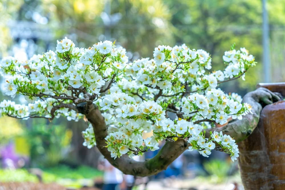 Apricot Bonsai Tree Seeds - 3 Large Seeds for Planting - Walmart.com