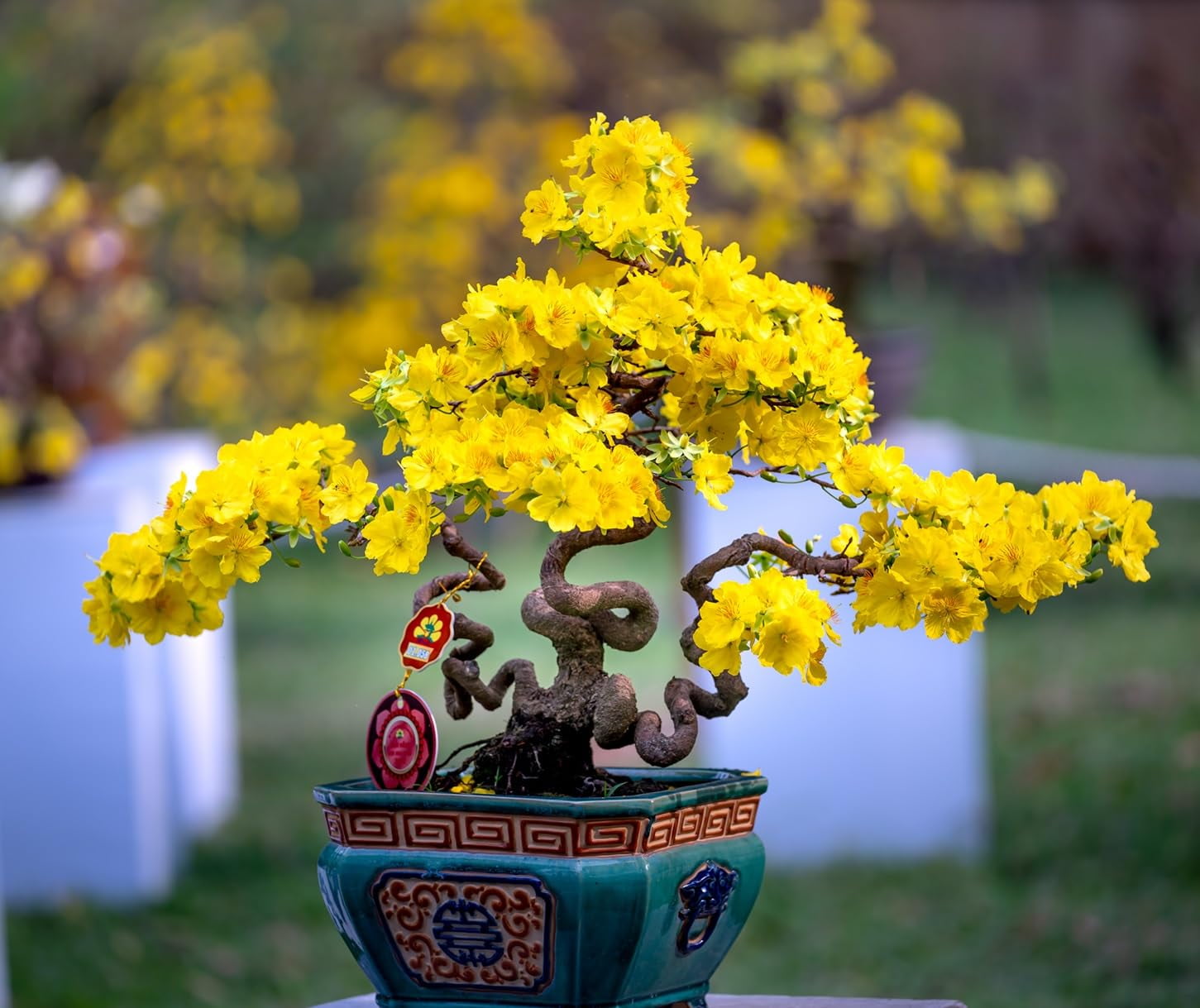 Apricot Bonsai Tree Seeds for Planting - 5 Seeds - Flowering and Fruit ...