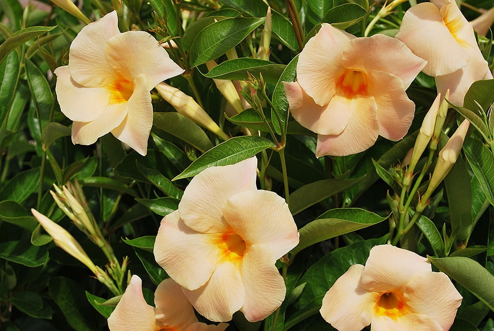 Apricot Brazilian Jasmine Plant - Mandevilla/Dipladenia - 6" Pot ...