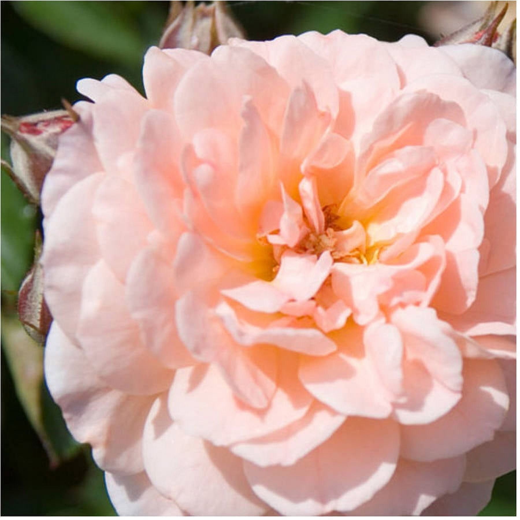 Apricot Drift Rose (1 Gallon) Low-Growing Deciduous Flowering Shrub ...
